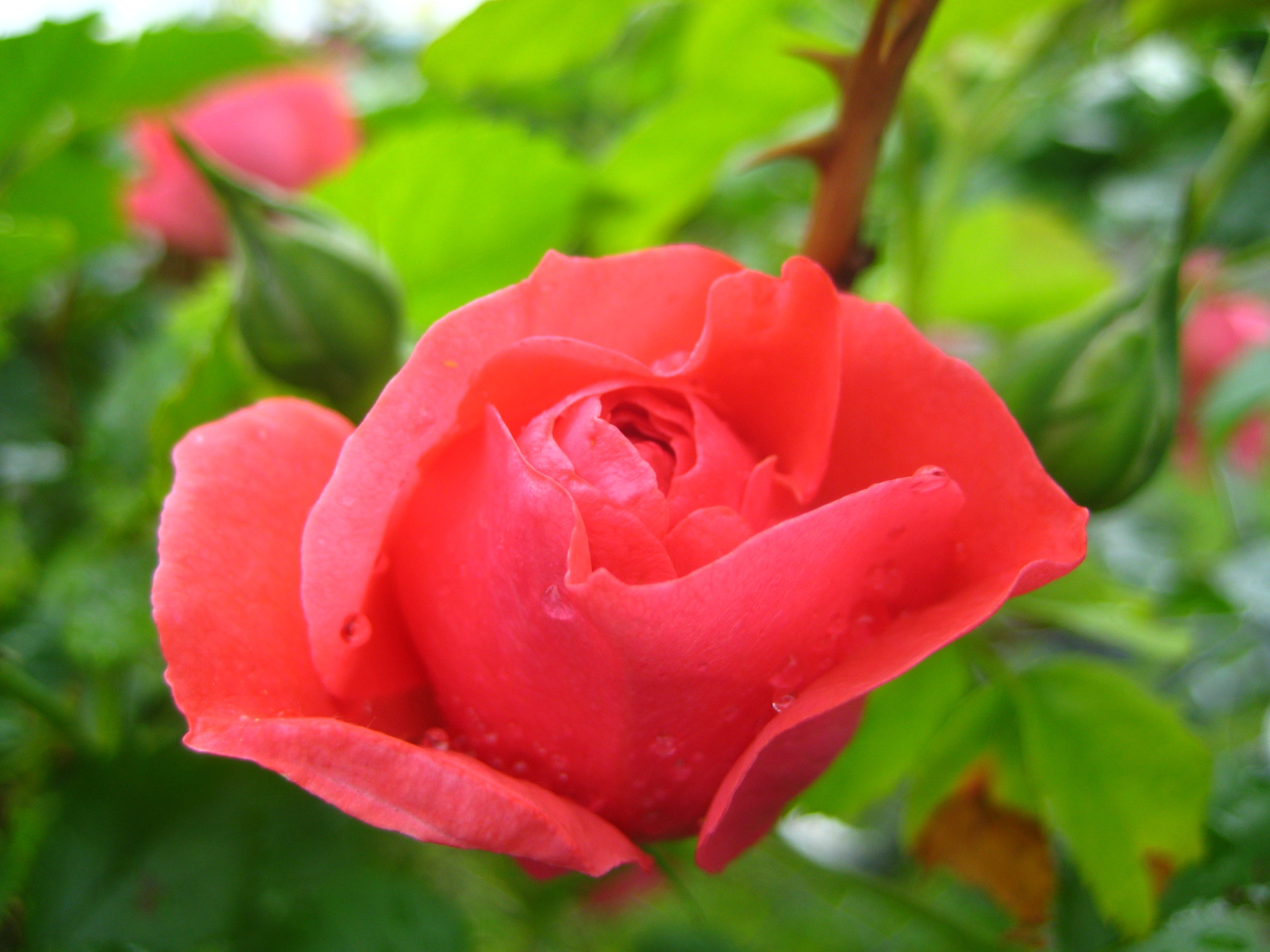 Rose Red Blooms free image download