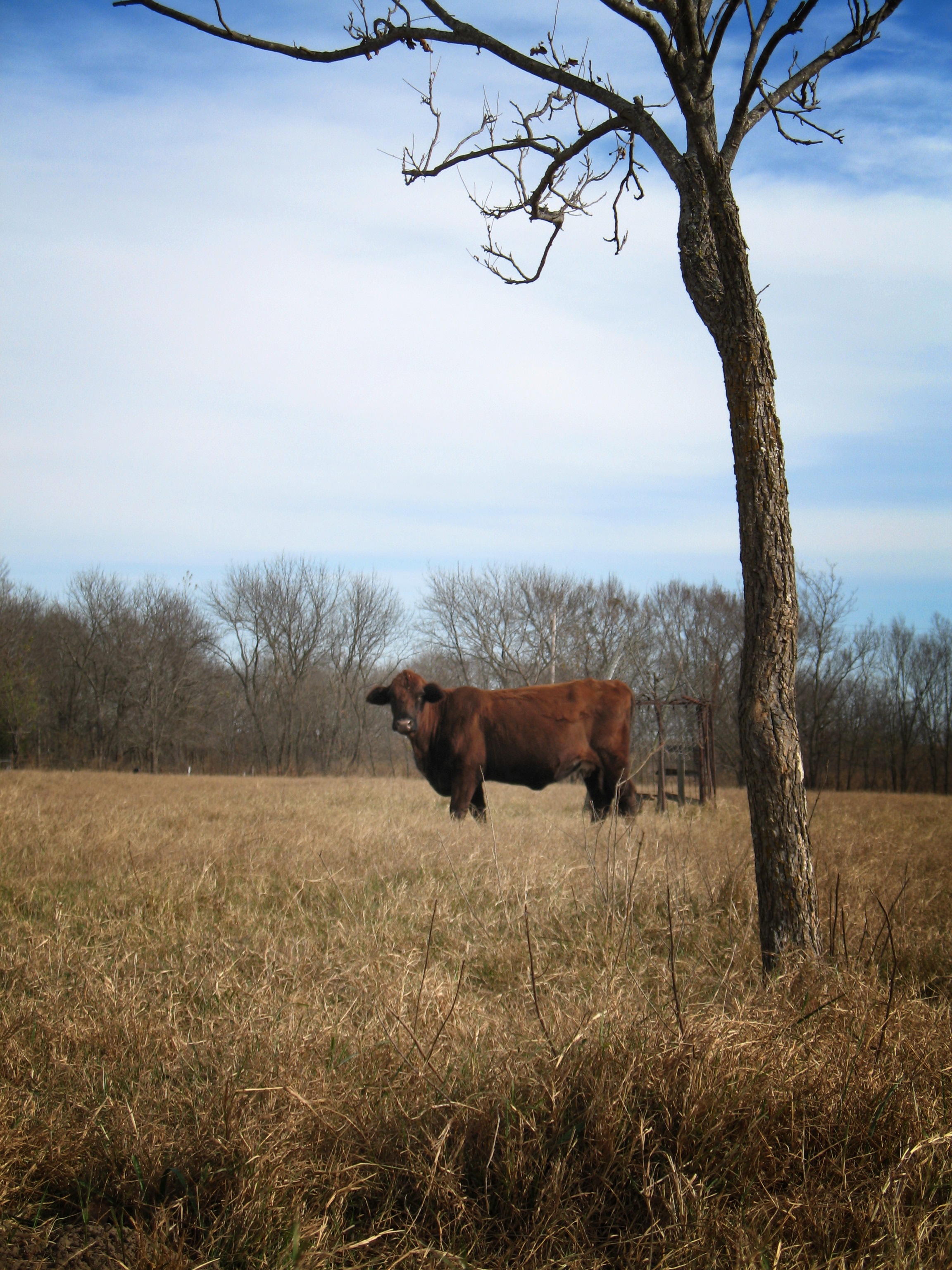 Cow Cattle Farm free image download