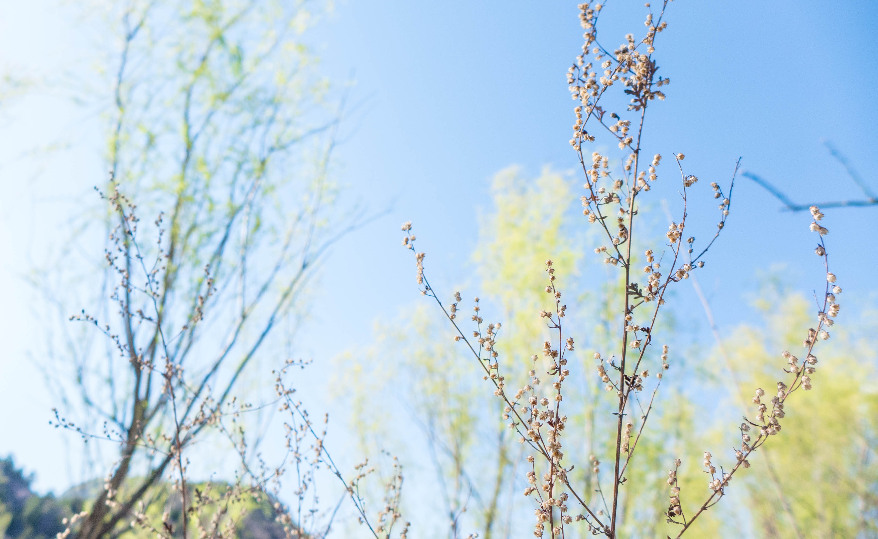 Small Fresh Plant free image download