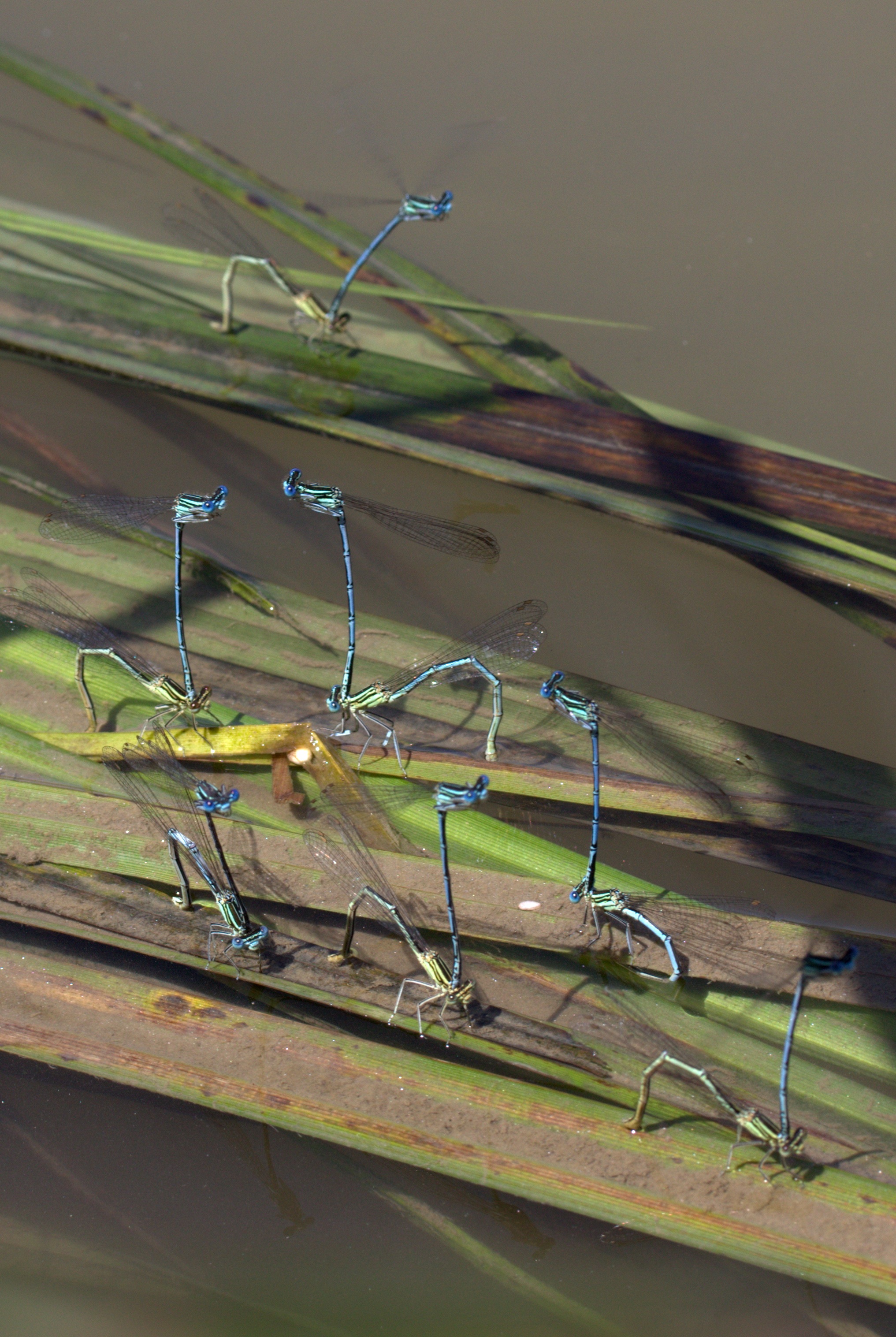 Dragonflies Mating free image download