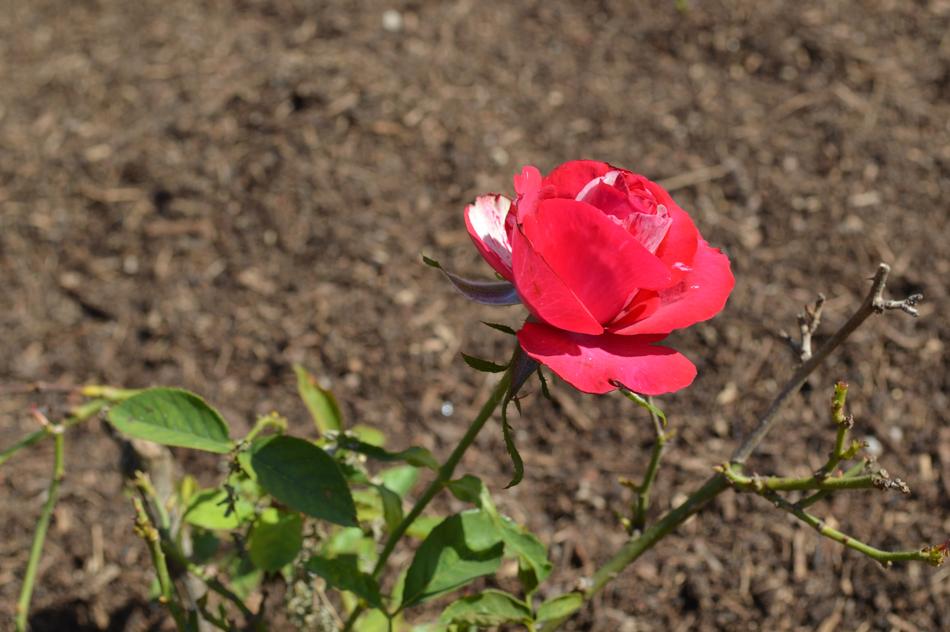 Rosa Flower Color free image download