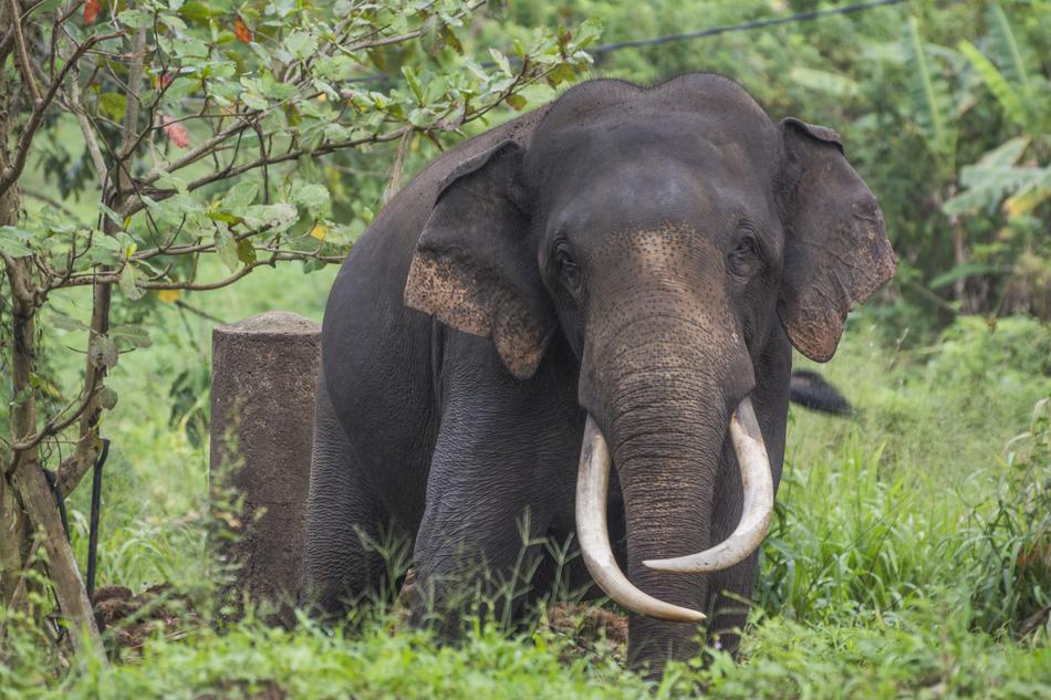 Elephant Sri Lanka Proboscis free image download