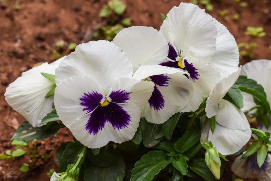 Pansy Flower White free image download