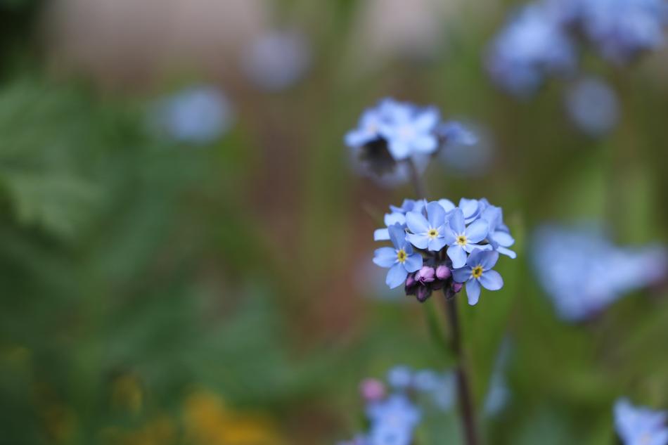 Blooming blue flowers in the garden free image download