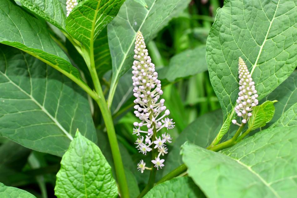 Flower Leaves free image download