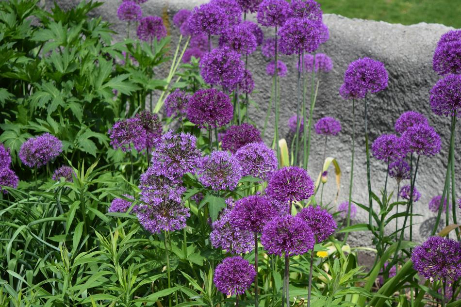 Flowers Purple Nature free image download
