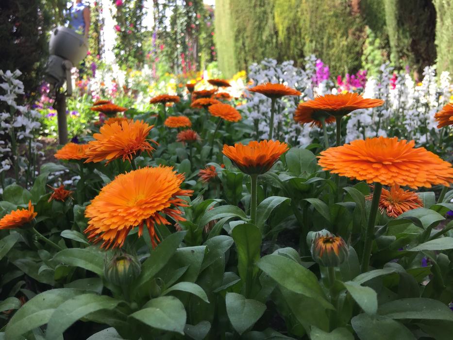 Flowers Generalife free image download