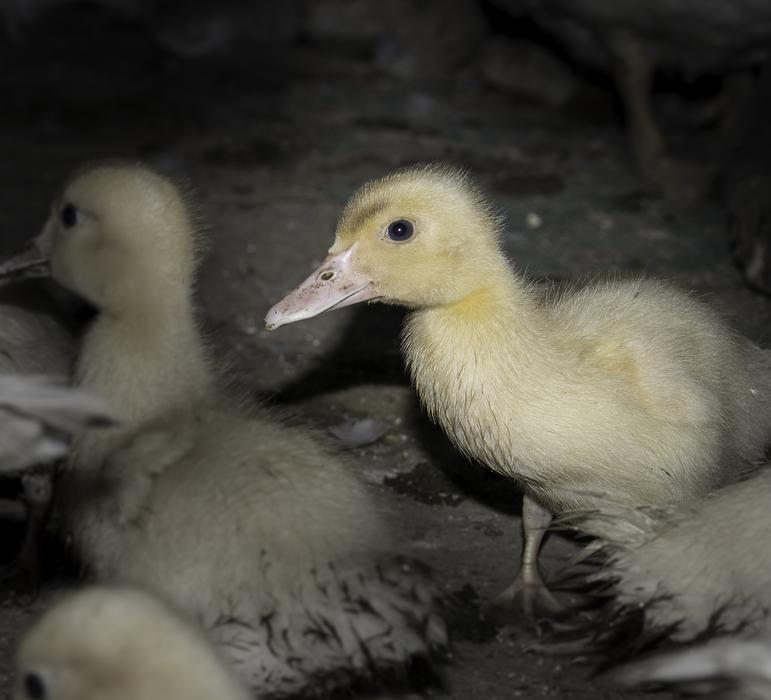 Duckling Baby Animals Ducks free image download