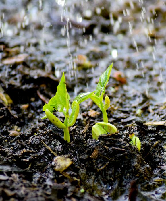 Plug Bean Green free image download