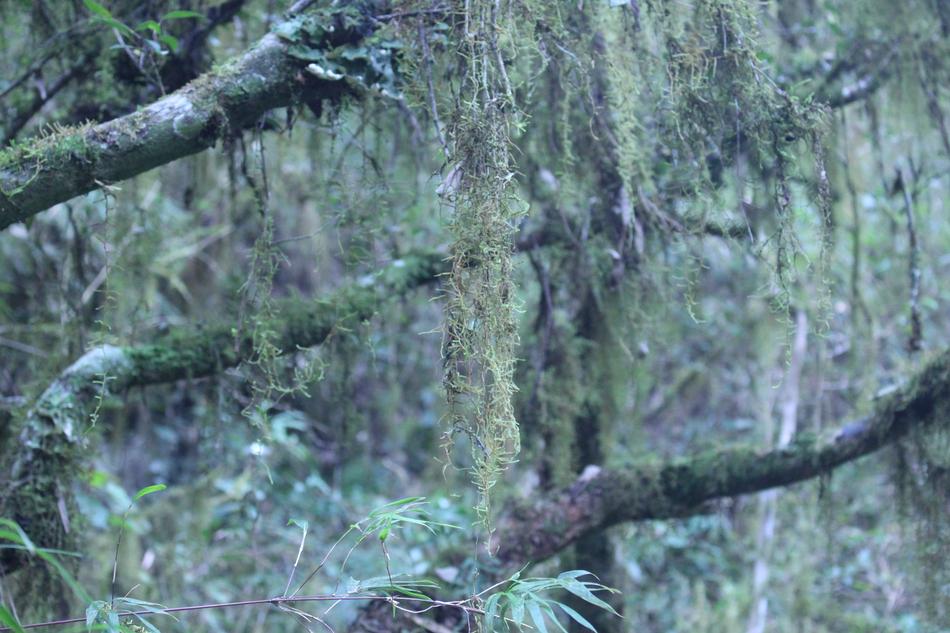 Dangling tree vines free image download