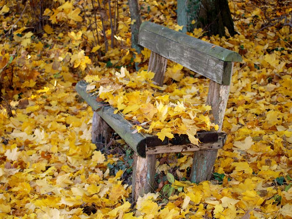 Park Bench Autumn Fall Foliage free image download