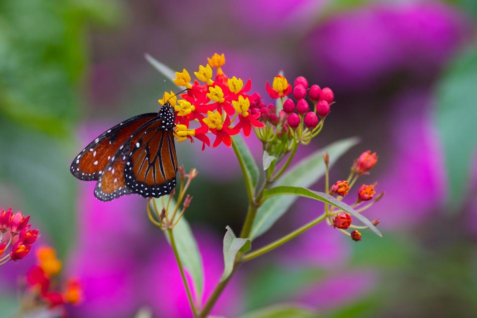 Butterfly Flower Spring free image download