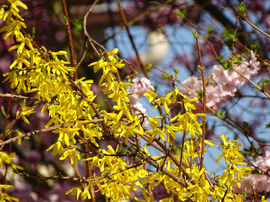 Spring Natural yellow branches free image download