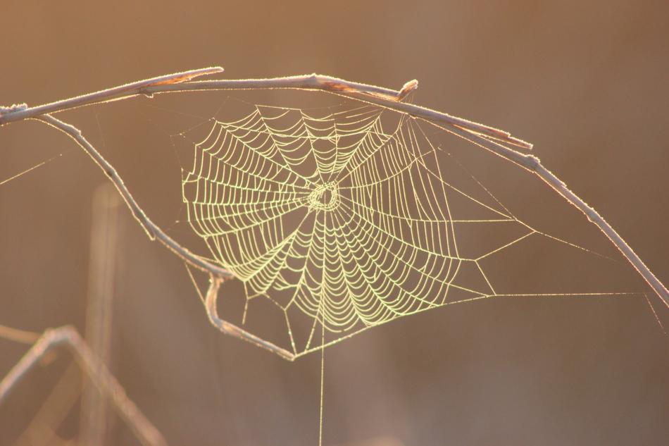 Spider Web Morning free image download
