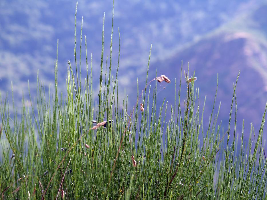 Plant Landscape free image download