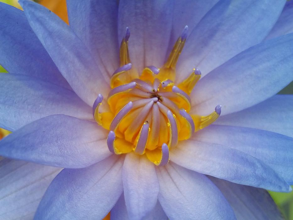 Lotus Leaf Water Plants free image download