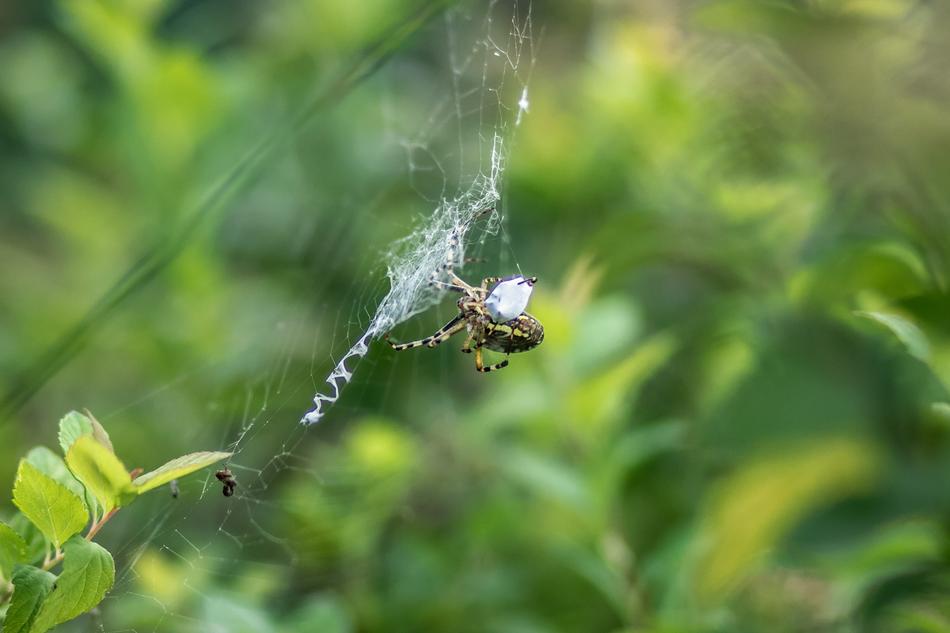 Spider Nature Green free image download