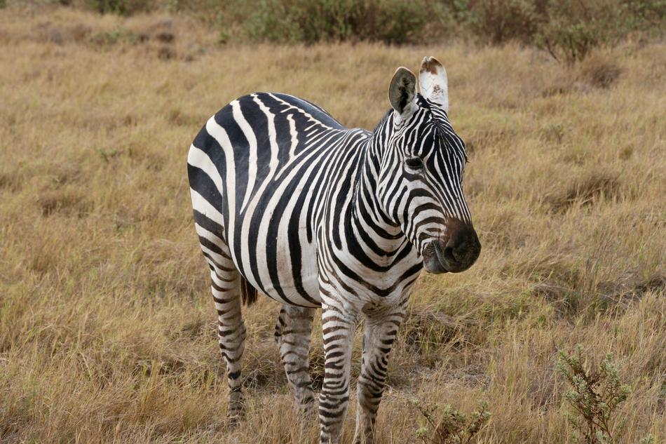 Cute zebra on safari free image download