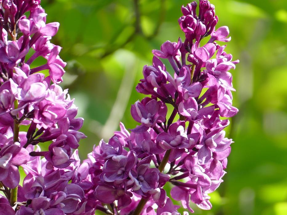 Lilac Purple Bush free image download