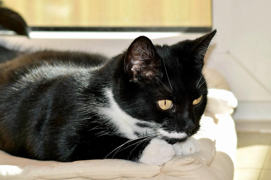 Cat In Playful Mood Black And free image download