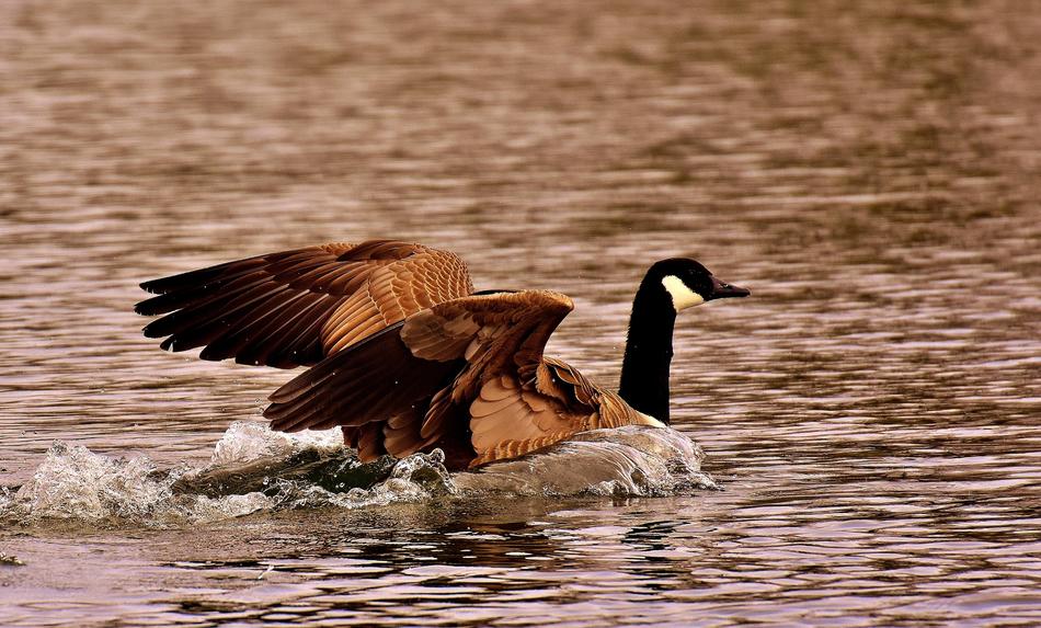 Goose Wild Water free image download