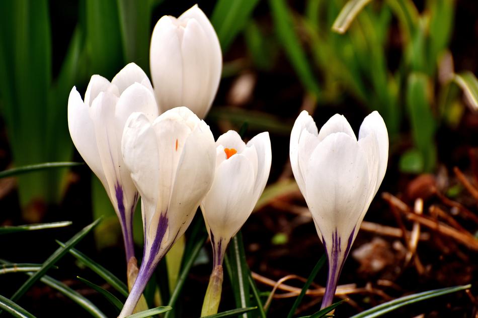 Crocus White Flowers in garden free image download