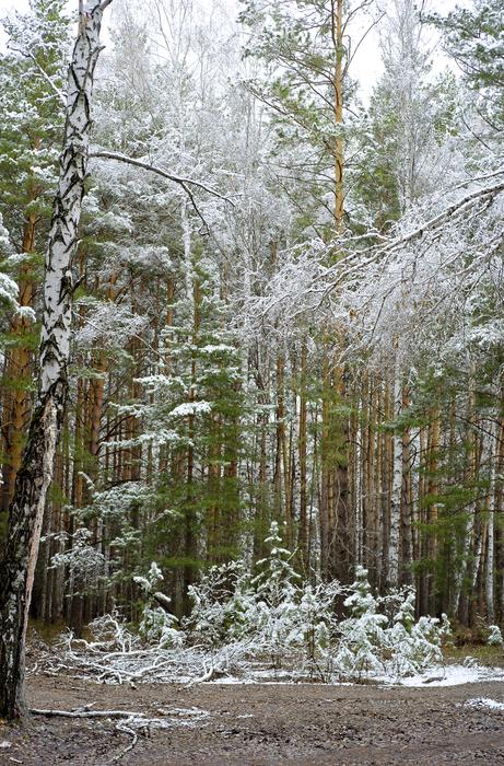 Forest Spring Snow In May free image download