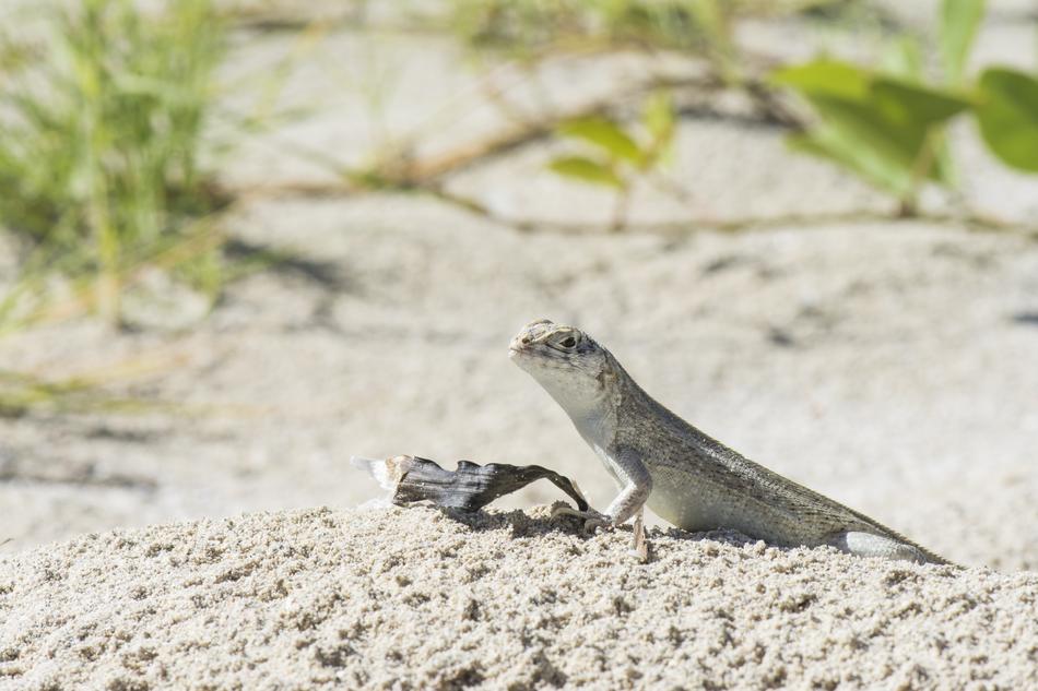 Cuba Vacations Lizard free image download