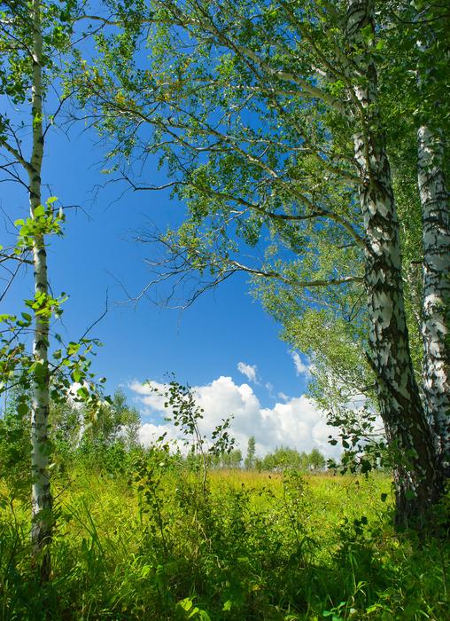 Landscape Summer Sunny Day free image download