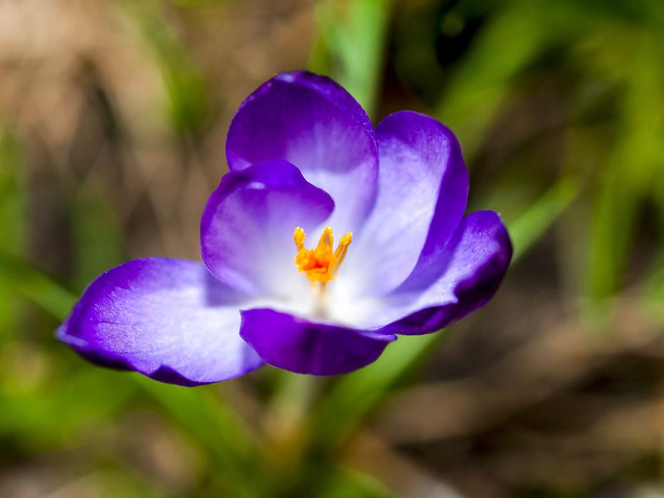 Crocus Flower Blossom free image download