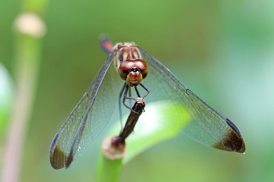 Nature Forest Insects free image download
