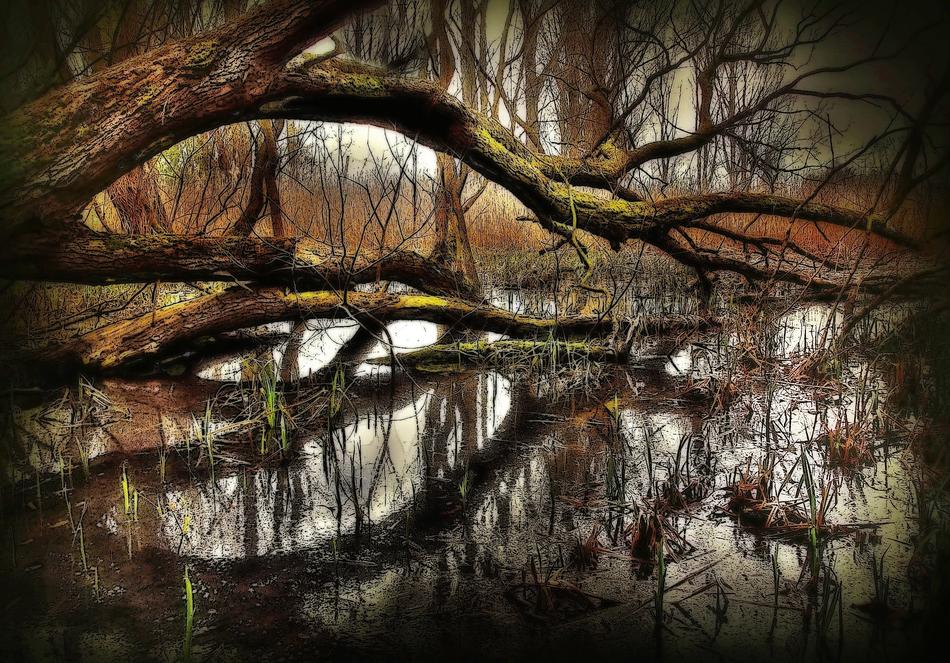 Swamp Nature Water free image download