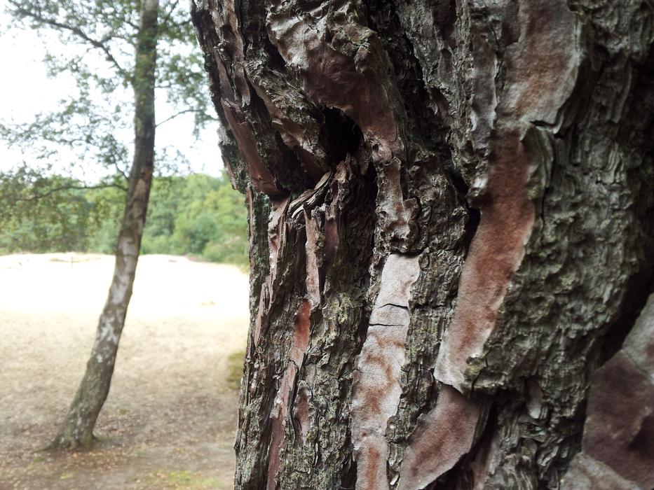 Tree Bark Trunk free image download