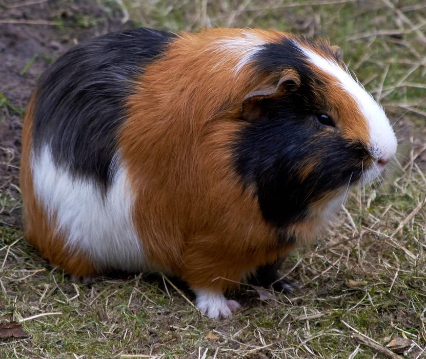 Guinea Pig Rodent Mammals free image download