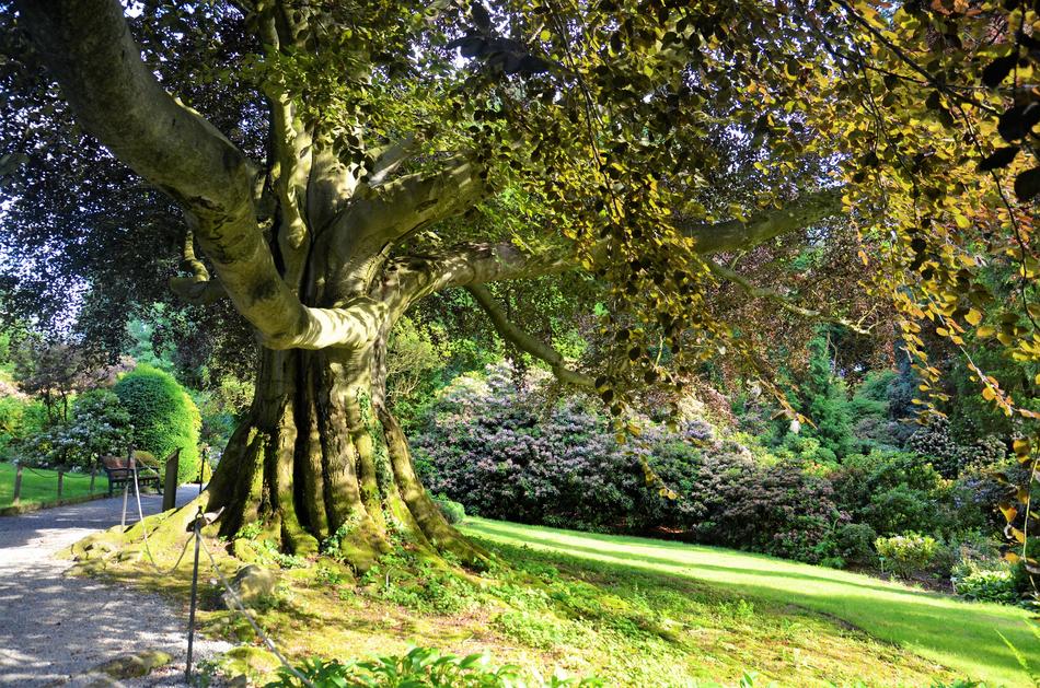 Tree Nature Park free image download