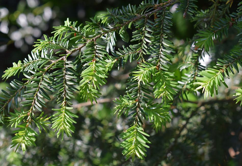 Coniferous branch in a close up shot free image download
