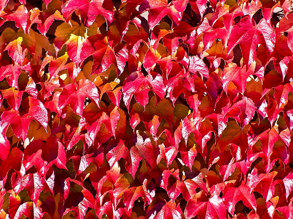 Wine Leaves Plant free image download