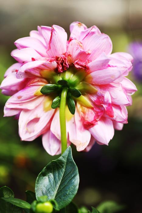 Summer Flower free image download