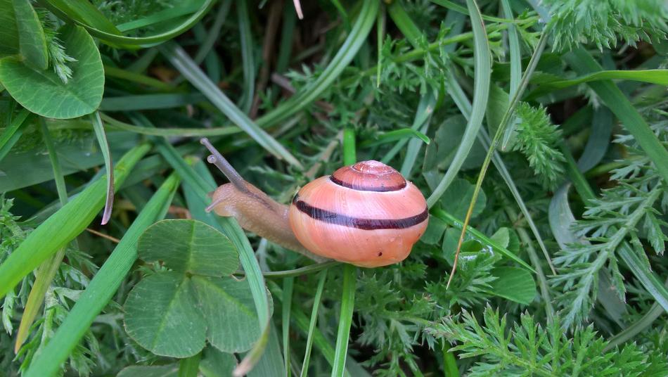 Snail Grass Green free image download