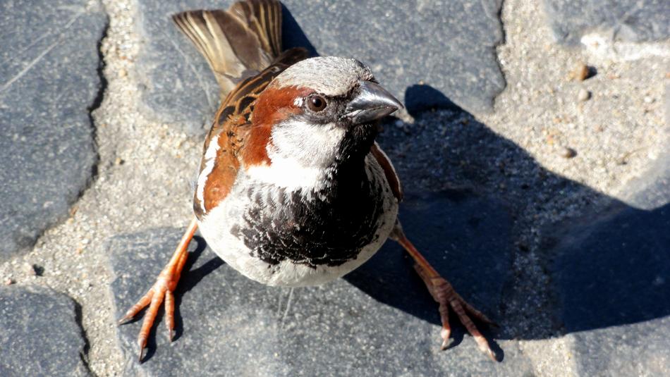 Bird The Sparrow Wróbelek free image download