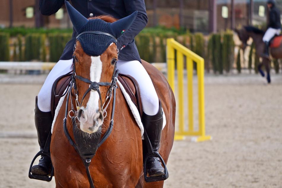 Horse Riding Mount free image download