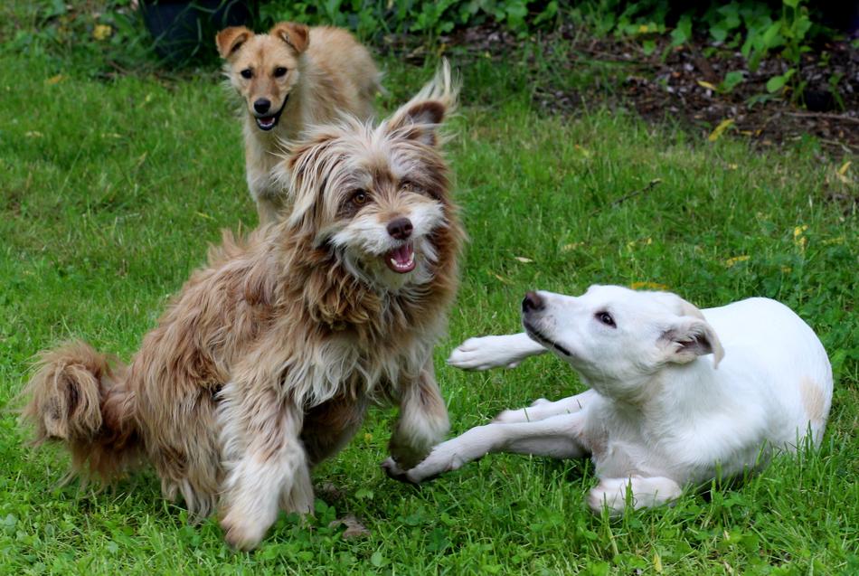 Dogs Play Animals free image download