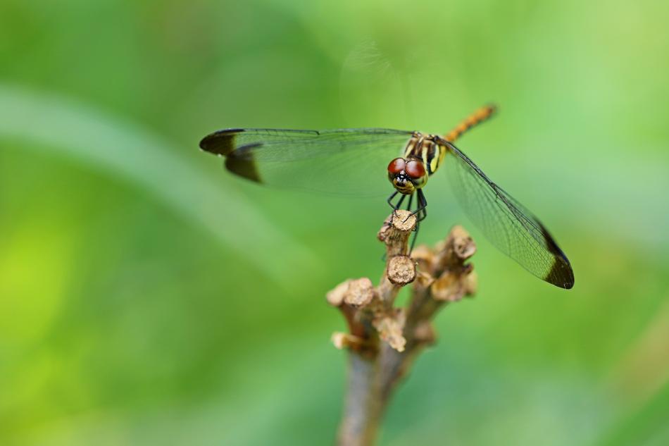 Nature Forest Insects free image download