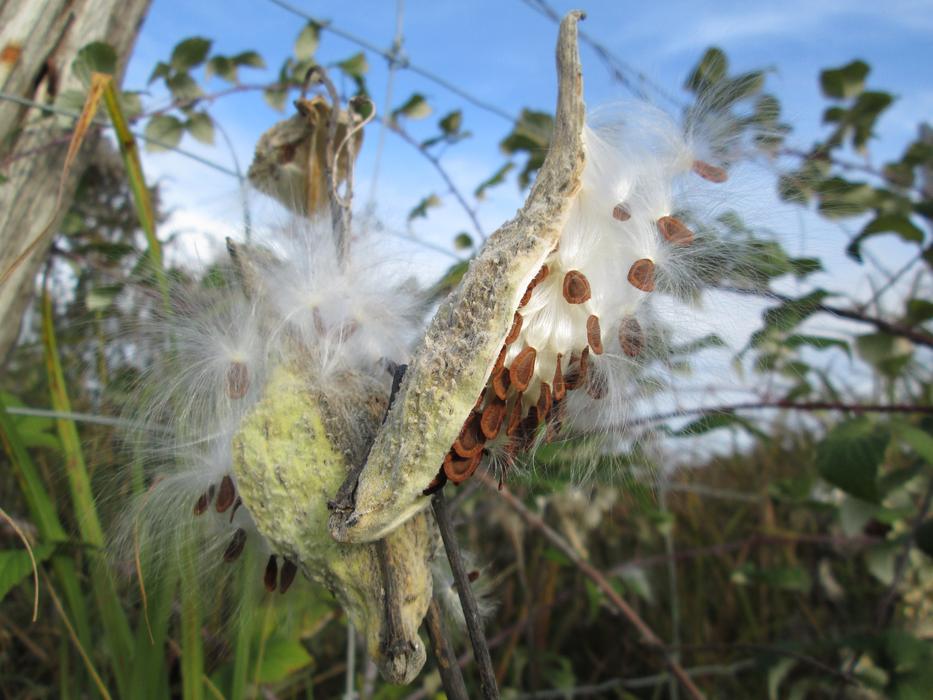 Seed Pod Nature free image download