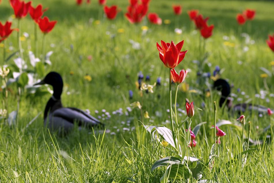 Ducks Meadow Fancy free image download