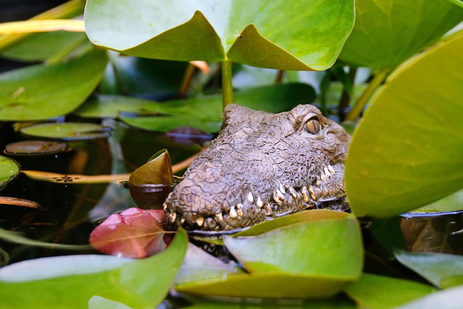 Crocodile Animal Reptile in lake free image download
