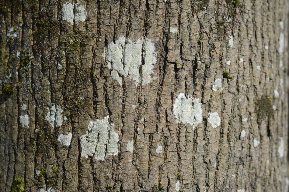Bark Trunk Trees Tree free image download