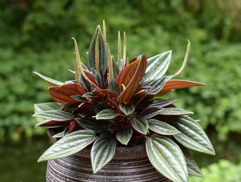 Peperomia Flower free image download