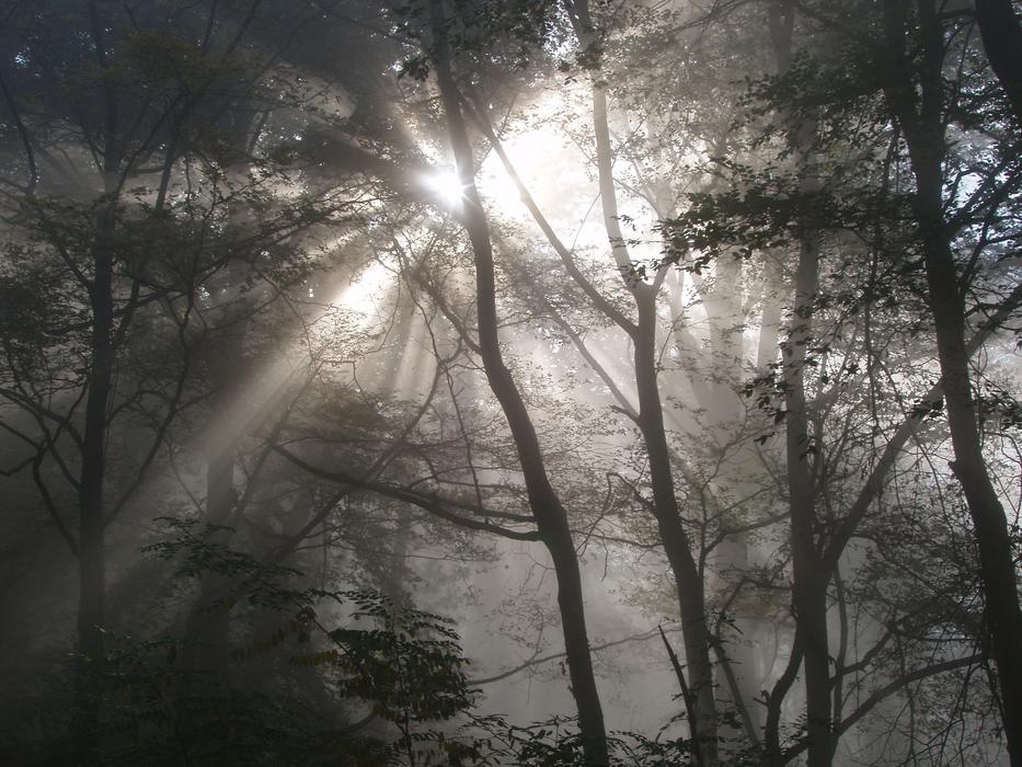 Forest Light Lighting free image download