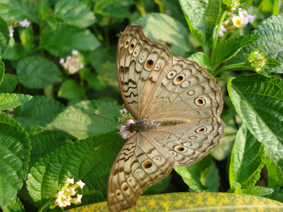 Junonia atlites free image download